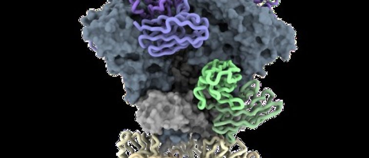 New HIV Vaccine Strategy Shows Promise in Preclinical Studies | Amsterdam UMC